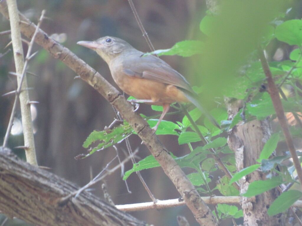Rufous Shrikethrush from Brisbane QLD, Australia on April 20, 2025 at ...