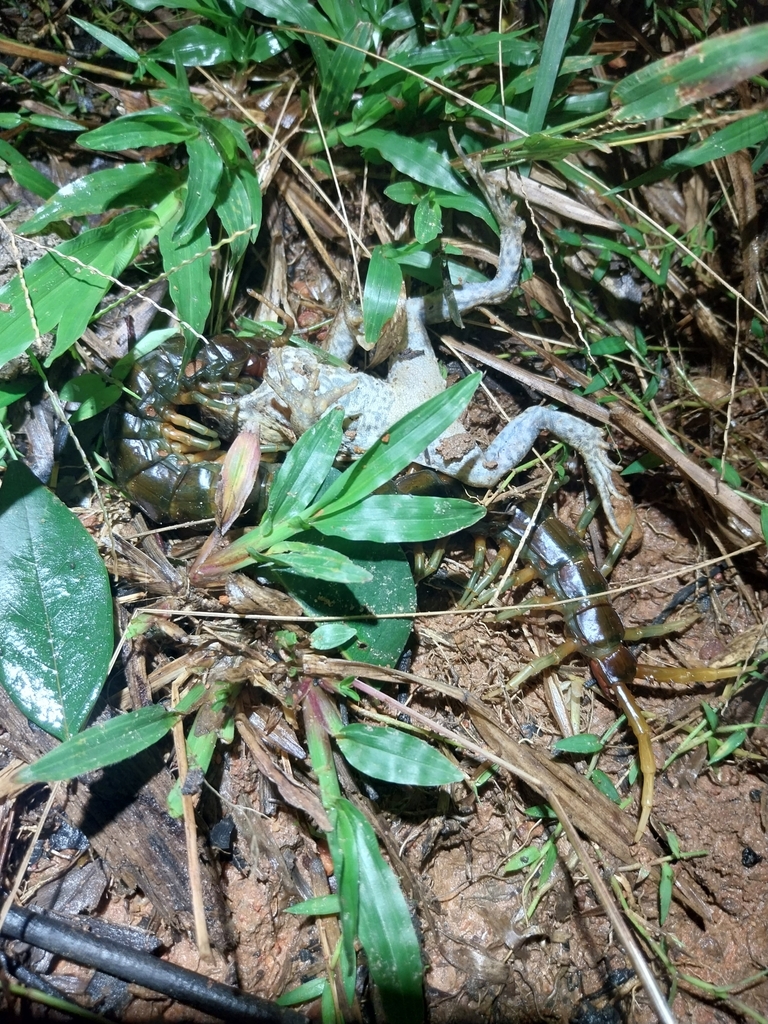Australasian Giant Centipede from Kuranda QLD 4881, Australia on April ...