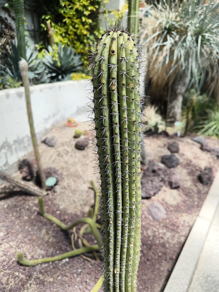organ pipe cactus from Real Jardín Botánico, Madrid, Spain on July 24 ...