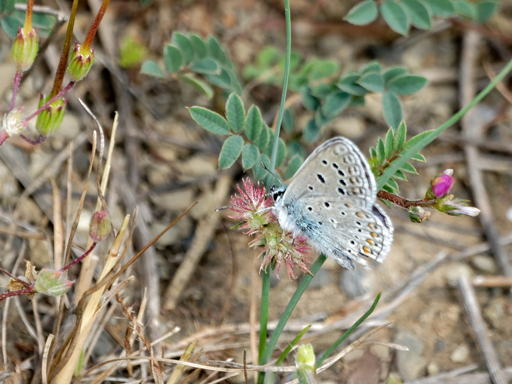 Austaut's Blue from Ighil Ali, Algérie on April 18, 2025 at 02:35 PM by ...
