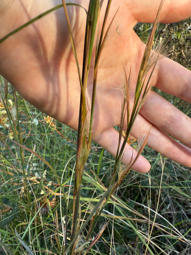 broomsedge bluestem from Melaleuca Fire Trl, Sippy Downs, QLD, AU on ...