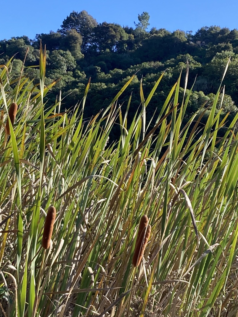 Oriental Cattail from South Island / Te Waipounamu, Motueka, Tasman, NZ ...
