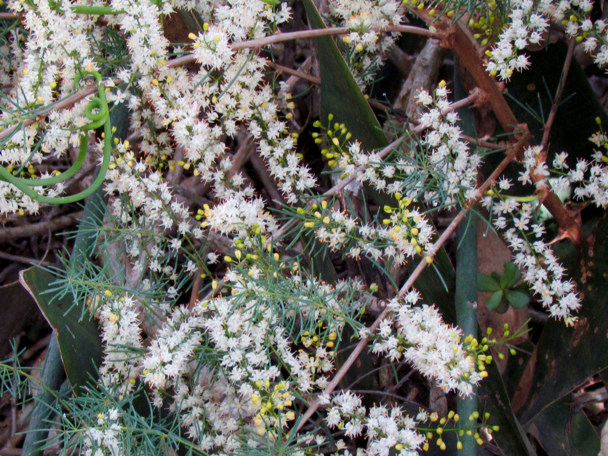 Asparagus racemosus Willd.