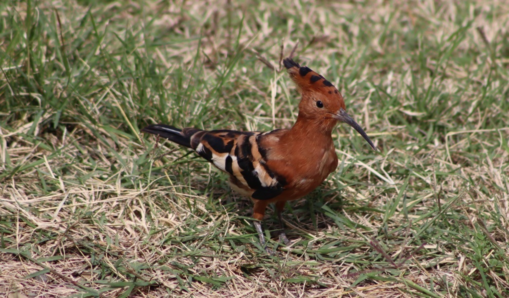African Hoopoe from Sarah Baartman District Municipality, South Africa ...