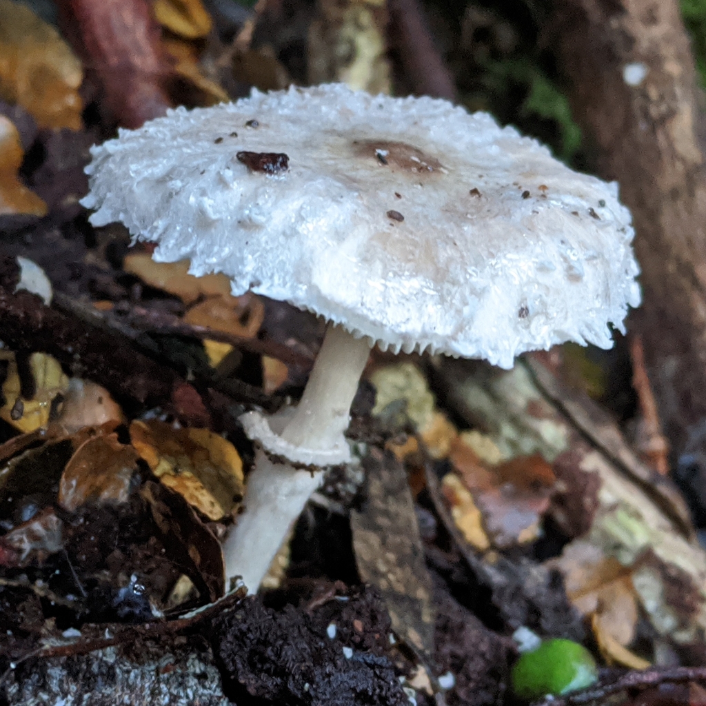 Graceful Parasol from Loongana TAS 7315, Australia on April 20, 2025 at ...