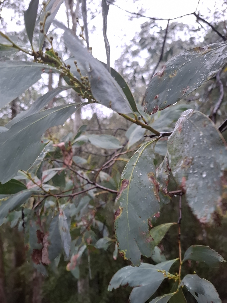 Mountain Hickory Wattle from Mount Buffalo VIC 3740, Australia on April ...