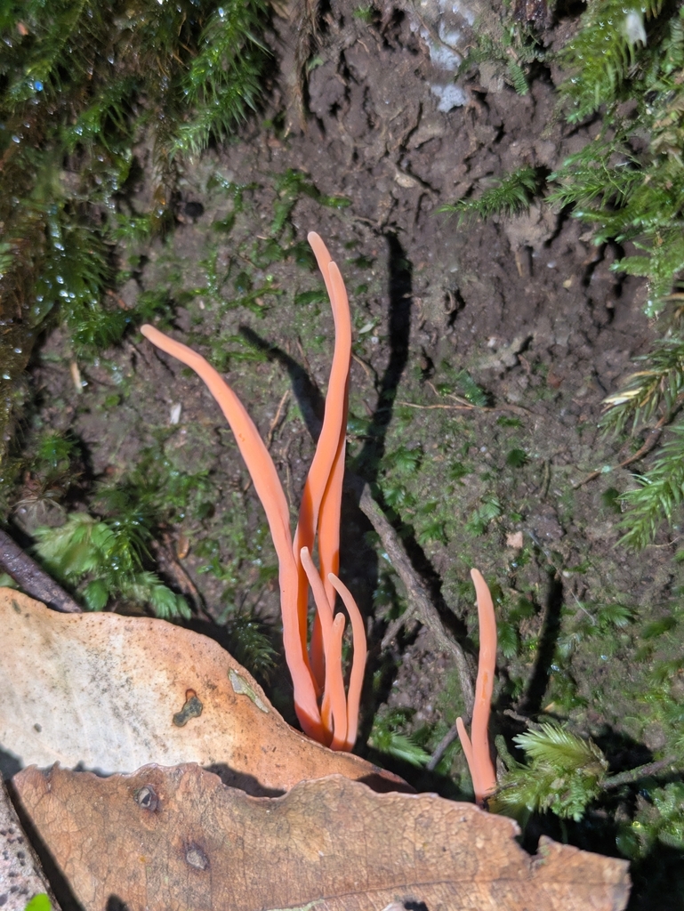 Clavulinopsis corallinorosacea from Olney NSW 2325, Australia on April ...
