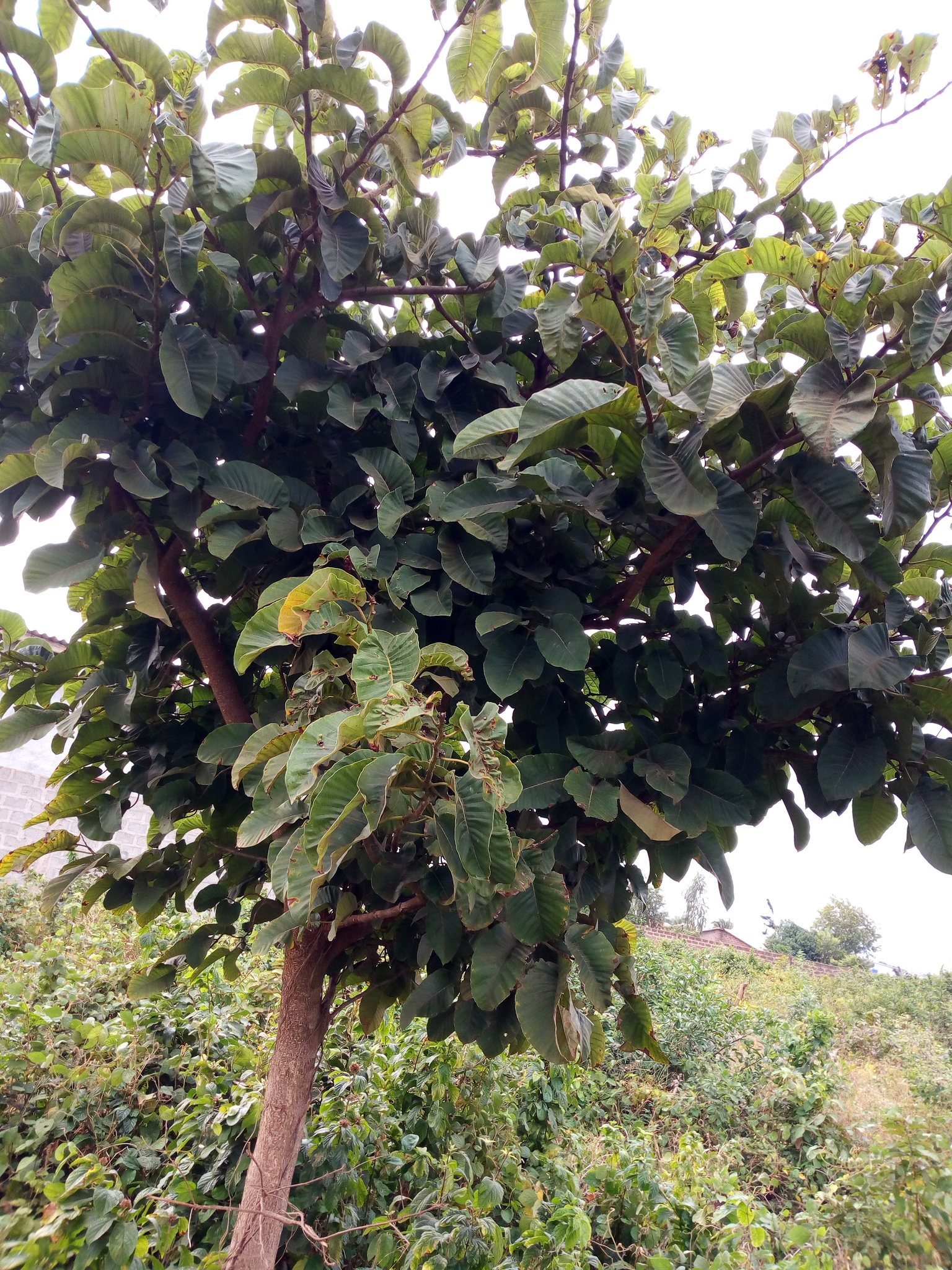 Milicia excelsa (Welw.) C.C.Berg