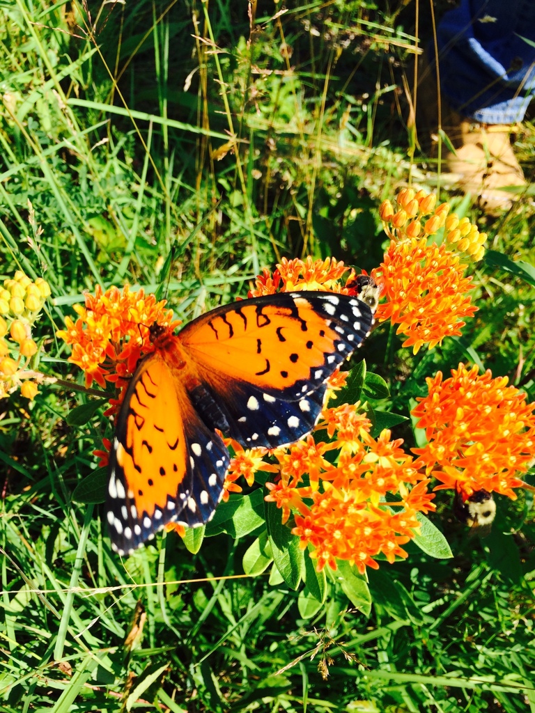 Regal Fritillary in July 2014 by Philip Esempio · iNaturalist