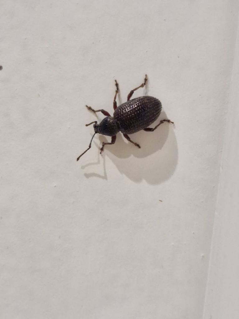 Cribrate Weevil from Coleraine on April 20, 2025 at 09:26 PM by ...