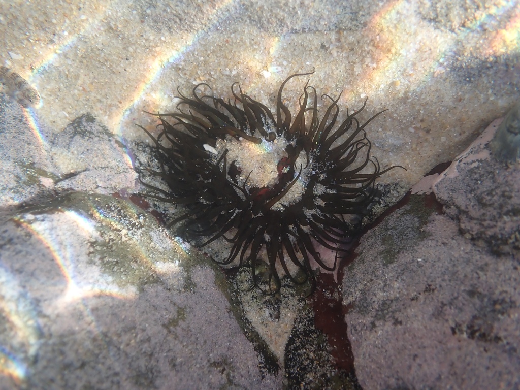 Green snakelock anemone from Sunshine Coast QLD, Australia on April 19 ...
