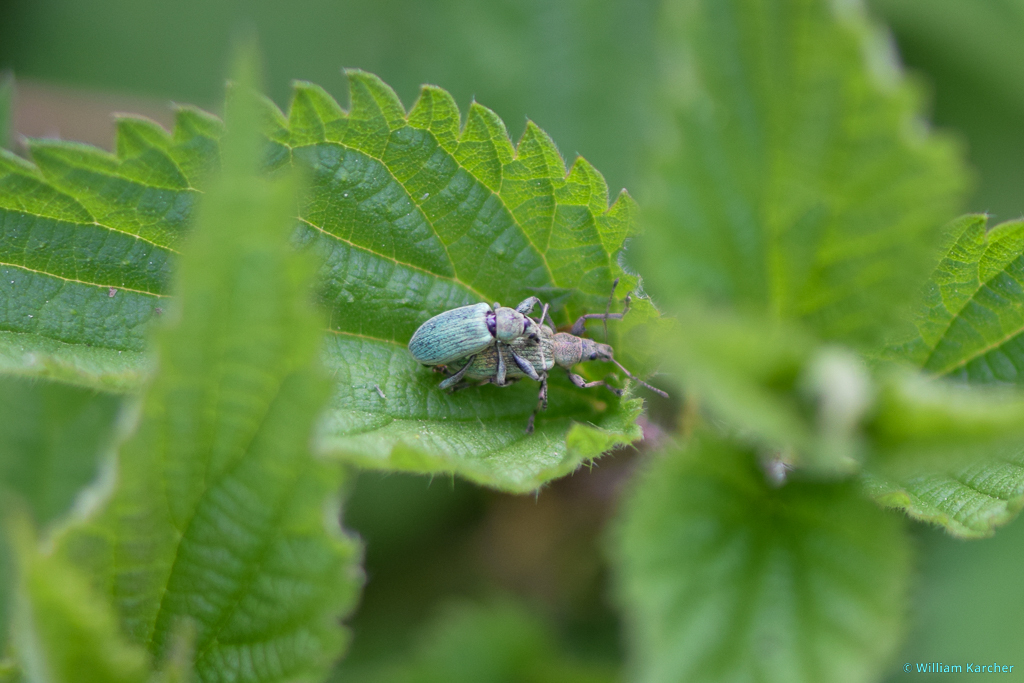 Nettle weevil from 60300 Senlis, France on April 18, 2025 at 07:19 PM ...