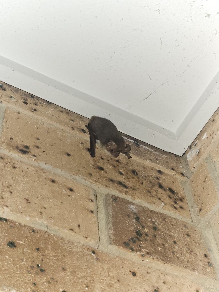 Lesser Long-eared Bat in April 2025 by Emily Sonter · iNaturalist