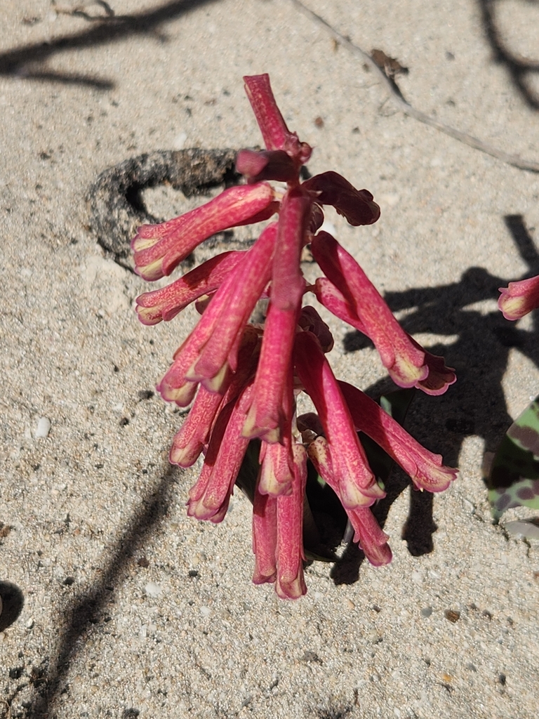 Dotted Viooltjie from West Coast Peninsula, South Africa on April 20 ...