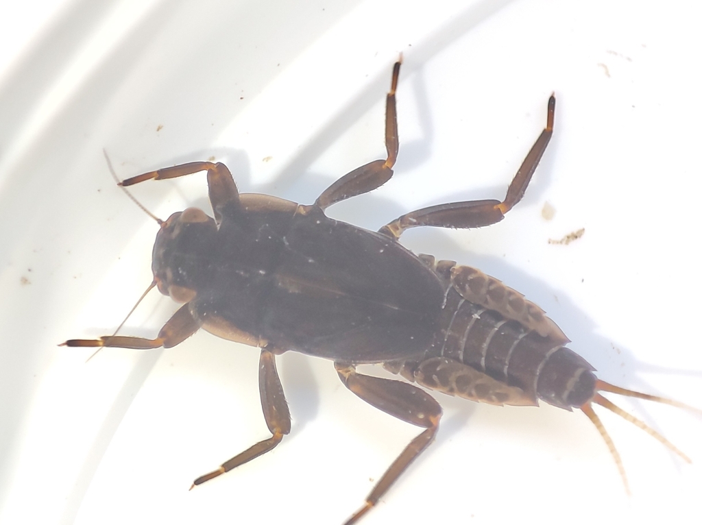 Cincticostella from Beijing, Beijing, CN on April 15, 2025 at 12:42 PM ...