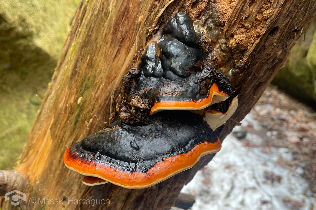 Red-banded Polypore in April 2025 by Masaki Hamaguchi · iNaturalist