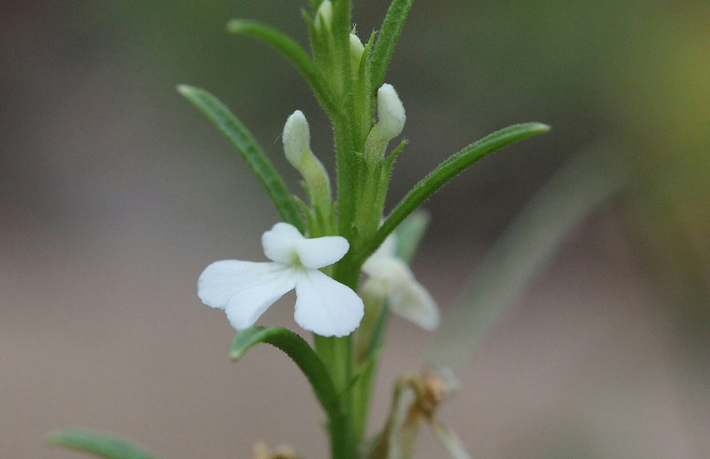 Witchweed (Striga asiatica) - Botanical Realm