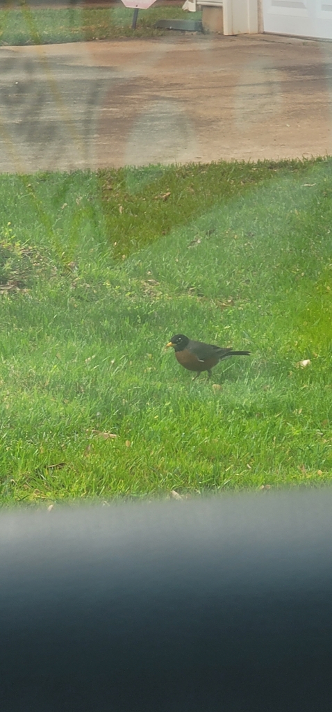 American Robin from Cornerstone Park, Raleigh, NC 27613, USA on April ...