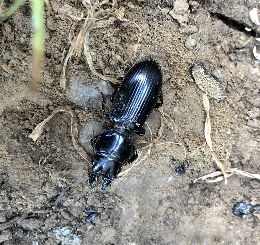 Big-headed Ground Beetle in August 2019 by bensect · iNaturalist