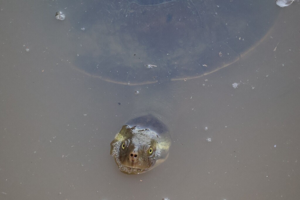 Krefft's River Turtle from Gympie QLD 4570, Australia on April 19, 2025 ...