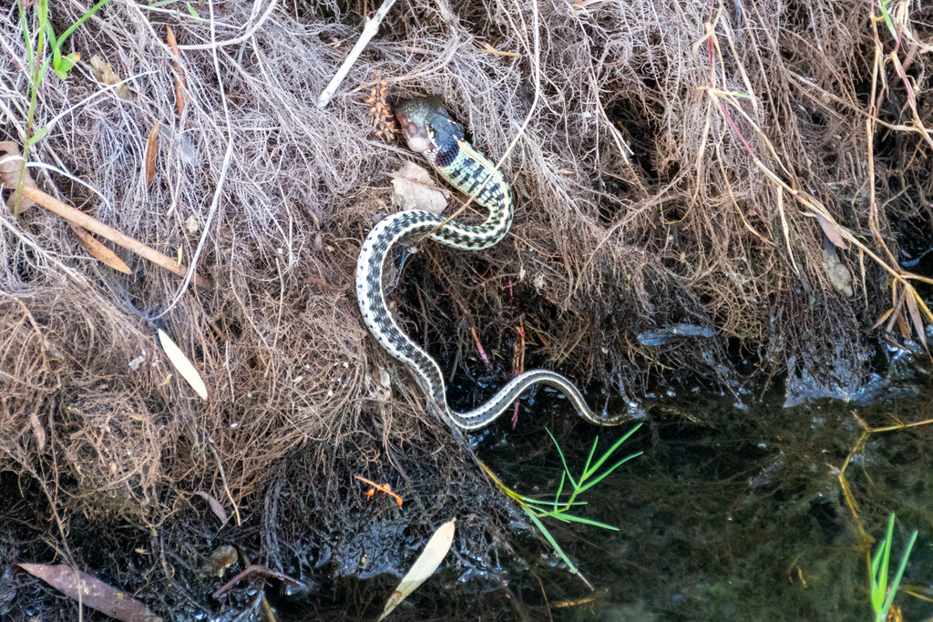 Black-necked Garter Snake from Catalina Foothills, AZ, USA on August 4 ...
