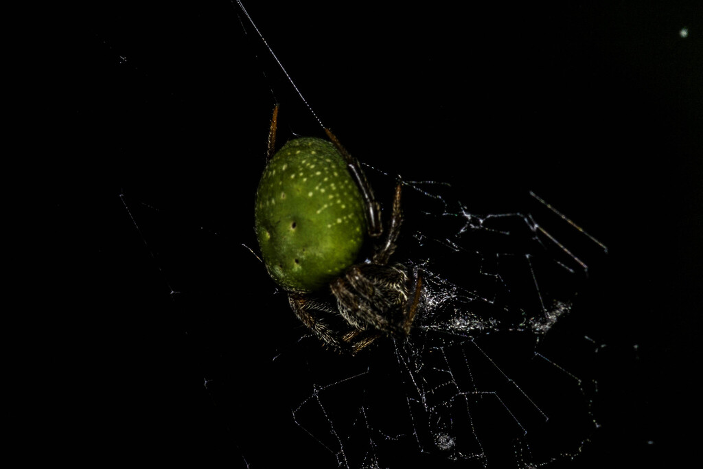 Green-pea Spider from Waterberg District Municipality, South Africa on ...