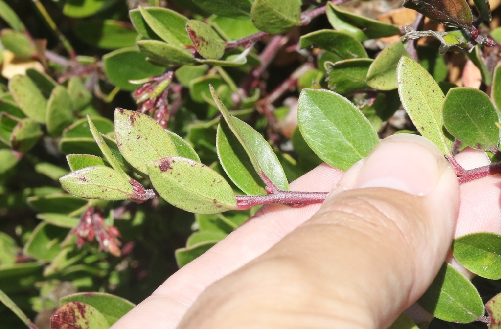 bearberry (Plants of Roxborough State Park) · iNaturalist