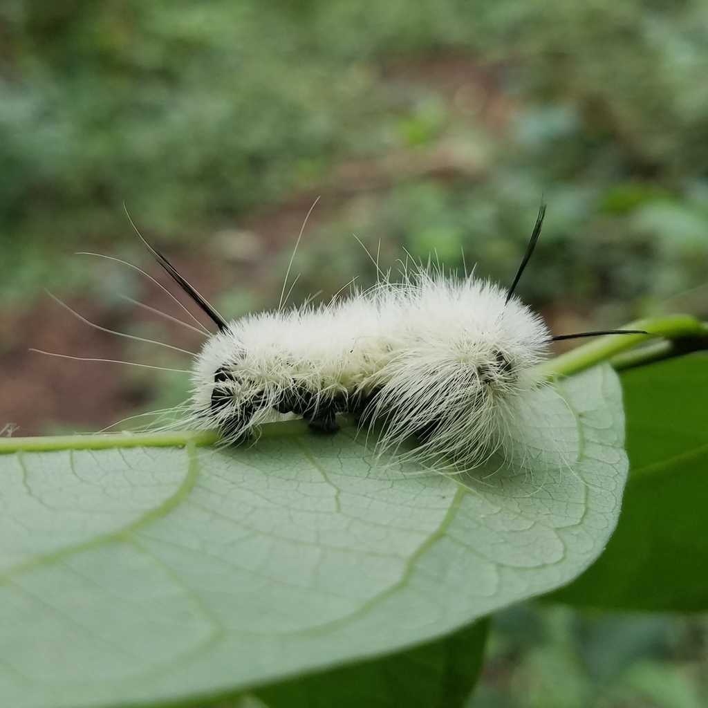 American Dagger from New Haven, CT 06514, USA on August 21, 2019 at 01: ...