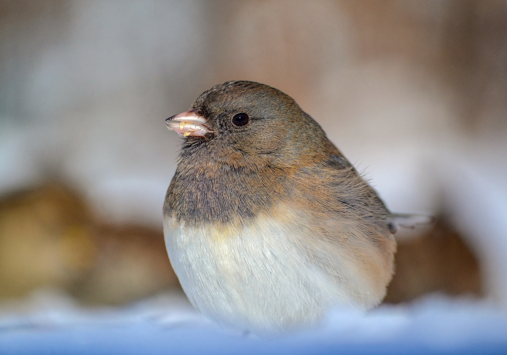 Dark-eyed Junco in January 2025 by Timothy Lindsey · iNaturalist