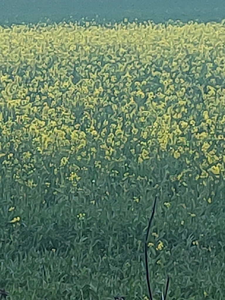 rapeseed from Dalton, Wigan WN8 7RS, UK on 20 April, 2025 at 06:47 PM ...