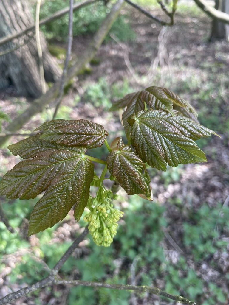 sycamore maple from Mill Lane, King's Lynn, England, GB on April 20 ...
