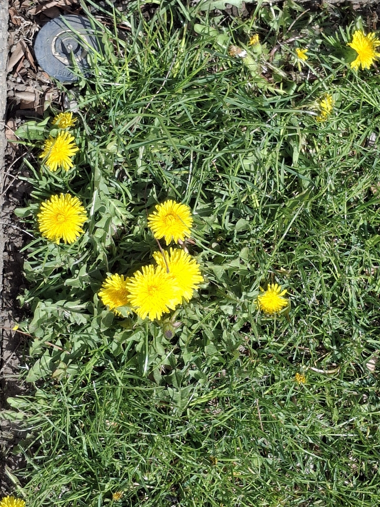 common dandelion from Elgin, OR 97827, USA on April 20, 2025 at 11:18 ...