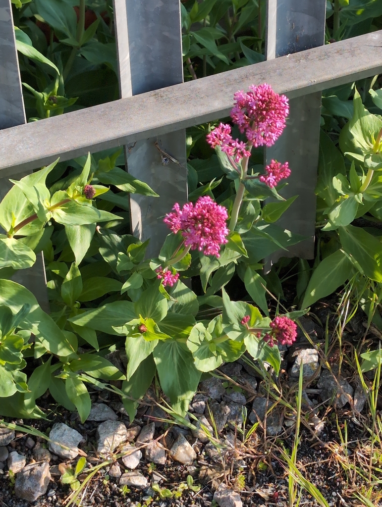 Red Valerian from Taunton TA1 1AX, UK on April 20, 2025 at 09:13 AM by ...