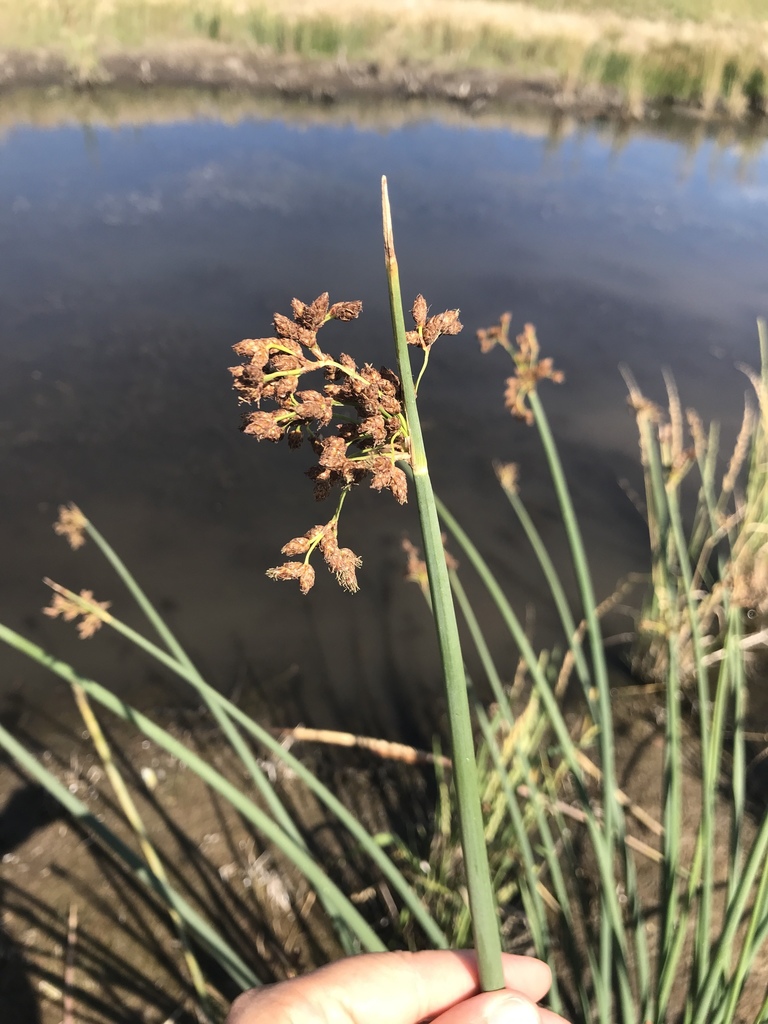 hardstem bulrush in August 2019 by fairybell · iNaturalist