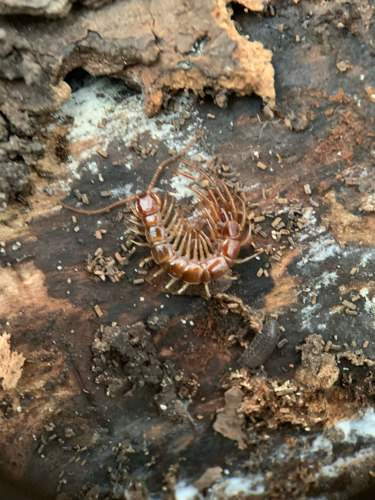 Stone Centipedes from MN-43, Winona, MN, US on April 17, 2025 at 06:16 ...