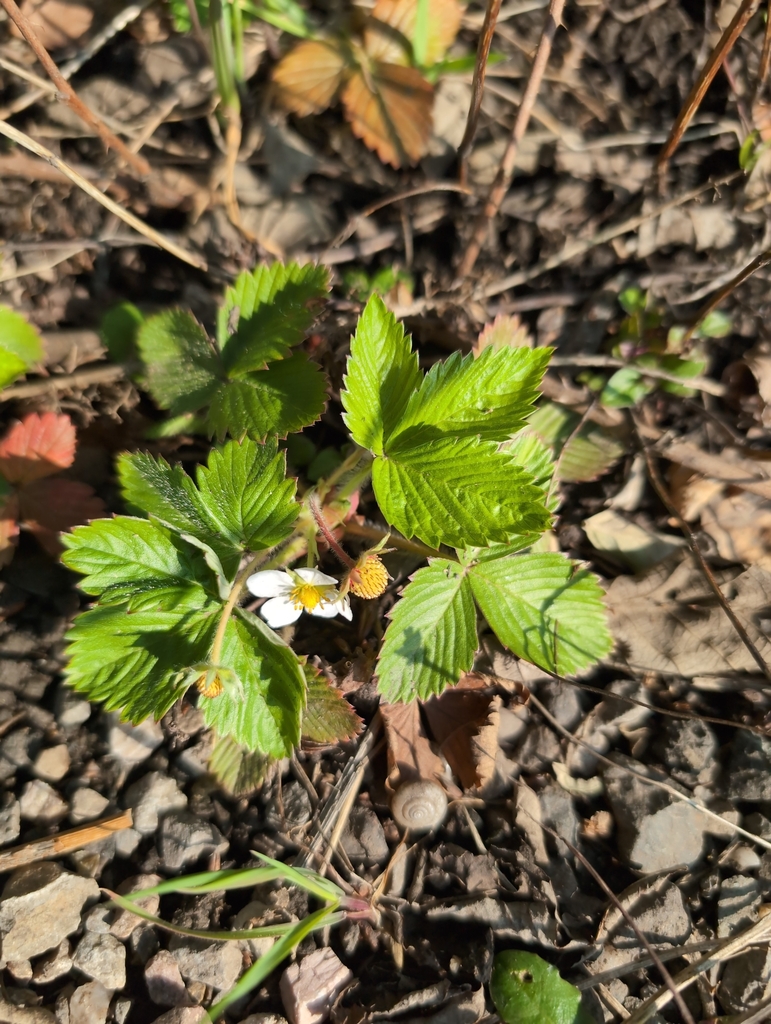 woodland strawberry from Keepers Lane, Taunton TA1 1DY, UK on April 20 ...