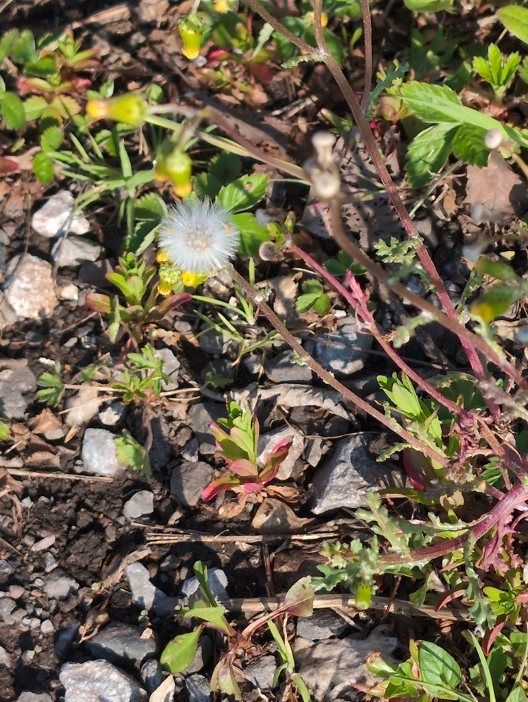 common groundsel from Keepers Lane, Taunton TA1 1DY, UK on April 20 ...