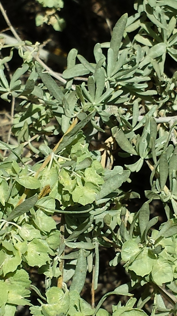 Four-wing Saltbush (Rio Bosque Wetlands Biological Treasure Hunt ...