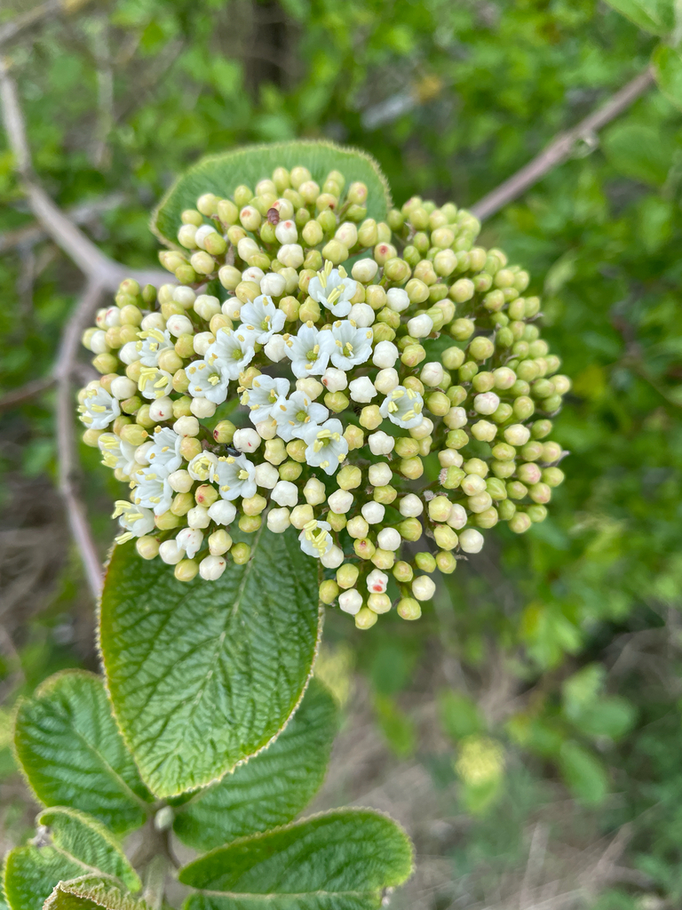 Wayfaring-tree from Mill Hill, Henfield, England, GB on April 20, 2025 ...