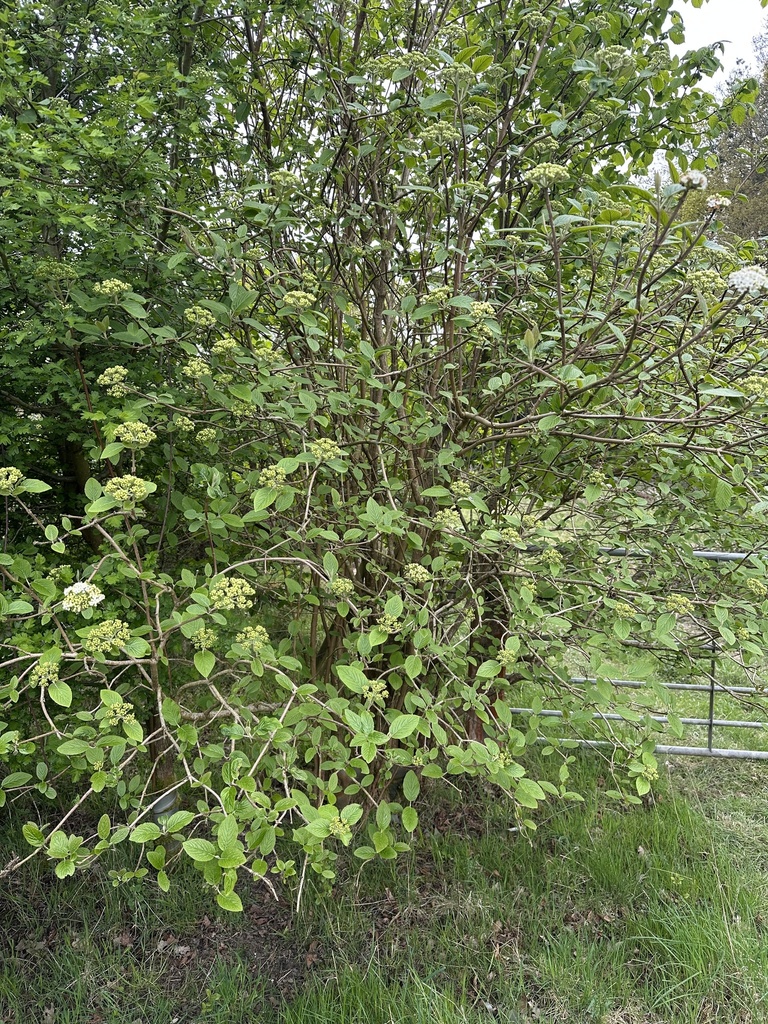 Wayfaring-tree from Stock, Chelmsford, England, GB on April 20, 2025 at ...