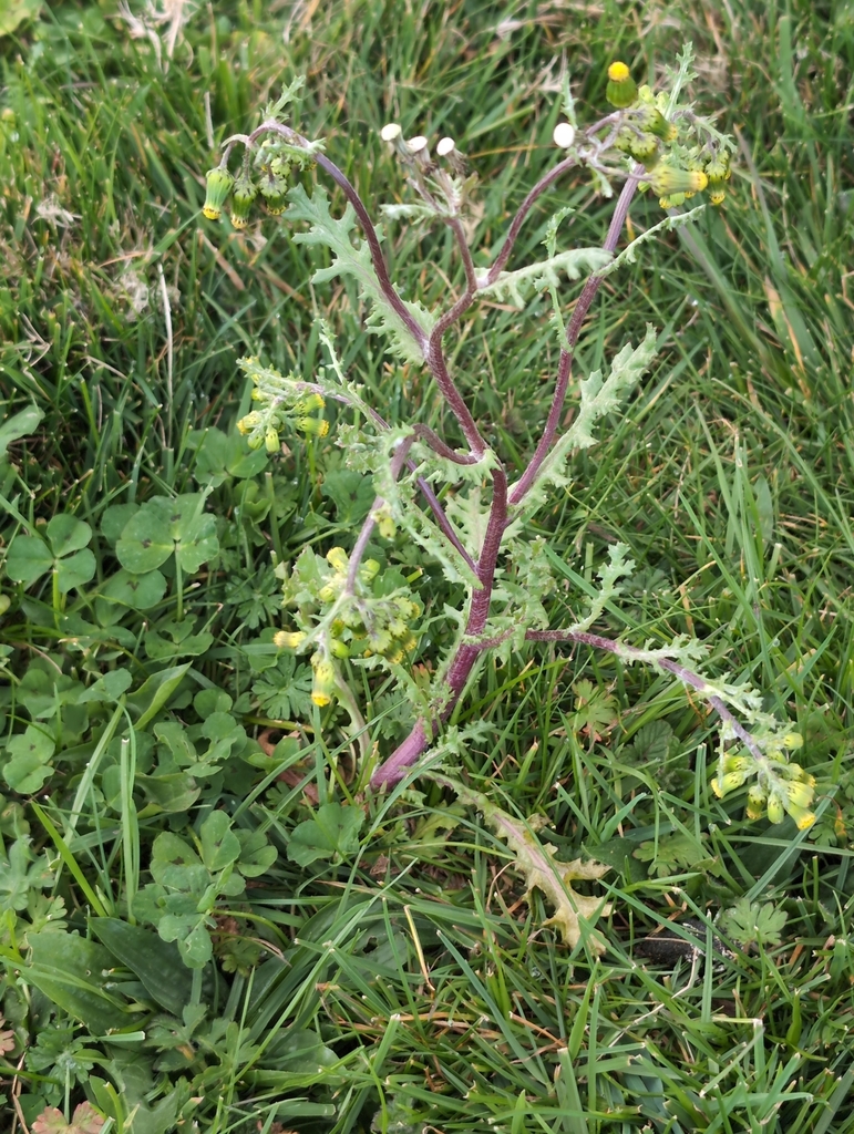 common groundsel from Bantham, Kingsbridge TQ7 3AN, UK on April 17 ...