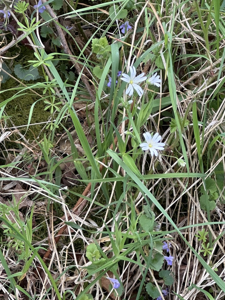 greater stitchwort from West Hanningfield, Chelmsford, England, GB on ...