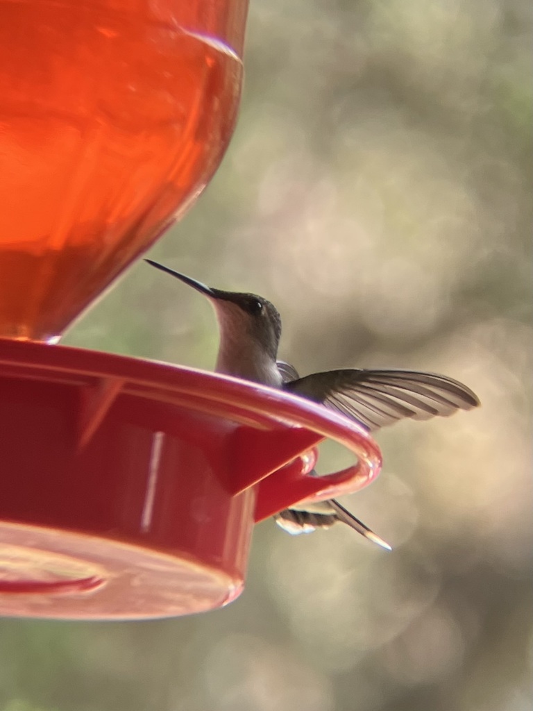 Ruby-throated Hummingbird from Colorado County, TX, USA on April 18 ...