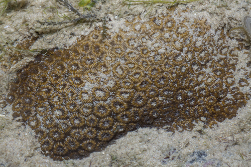 Lista de verificación de Ta-yang · iNaturalist Chile