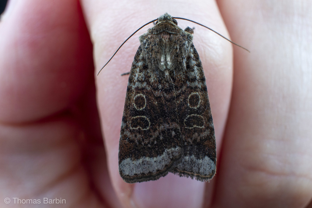 Abagrotis scopeops (Noctuid Moths of Montana, USA) · iNaturalist