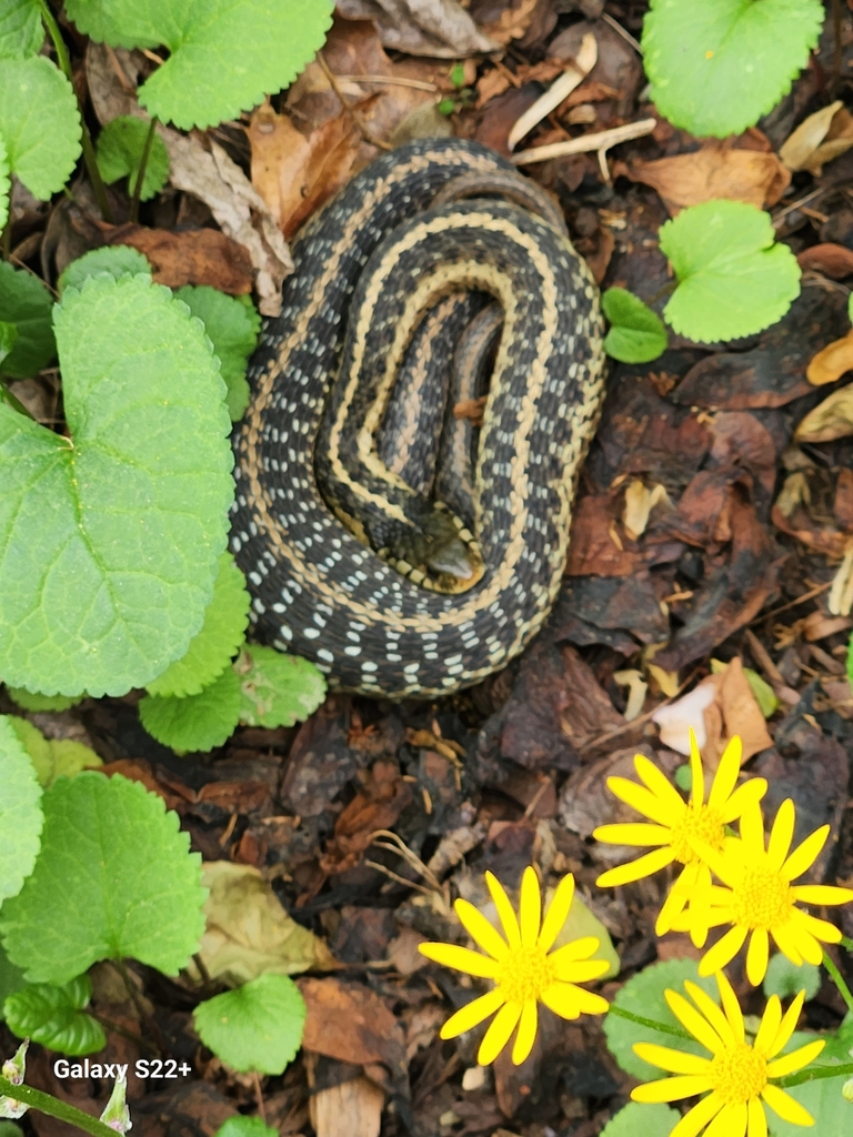 Common Garter Snake from Reston, VA 20191, USA on April 20, 2025 at 04: ...