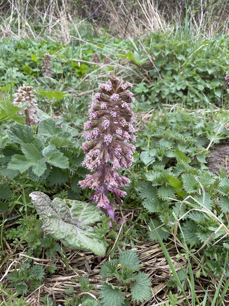 Common Butterbur from Eaglescliffe, Stockton-On-Tees, England, GB on ...