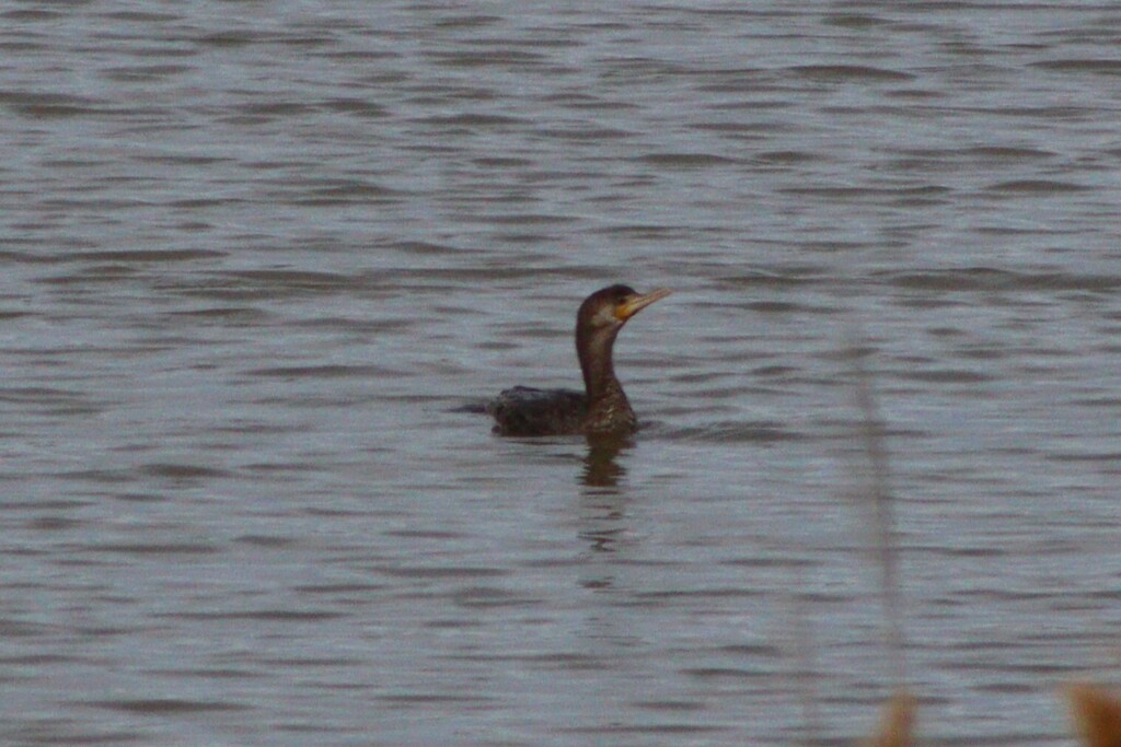 Mexican Cormorant from Glendale, Salt Lake City, UT, USA on April 12 ...