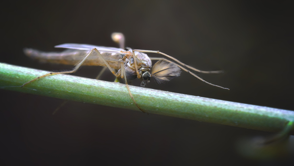 Non-biting Midges from Greenville, SC, US on March 24, 2025 at 11:05 AM ...