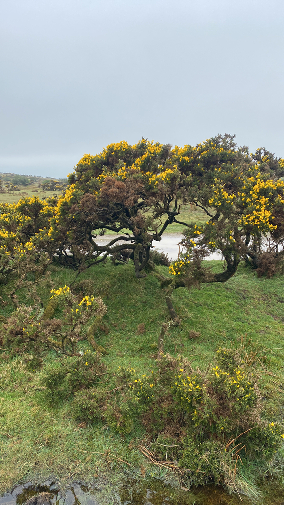 gorse from Liskeard, England, GB on April 19, 2025 at 12:45 PM by ...